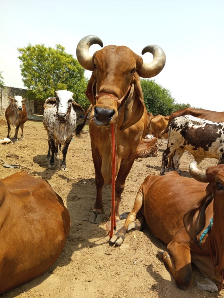 About – Shree Dham